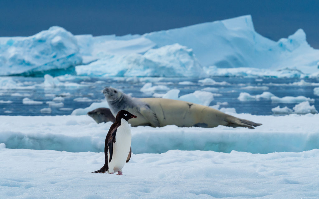 Antarctica and the Southern Ocean – David Jaffe Photography